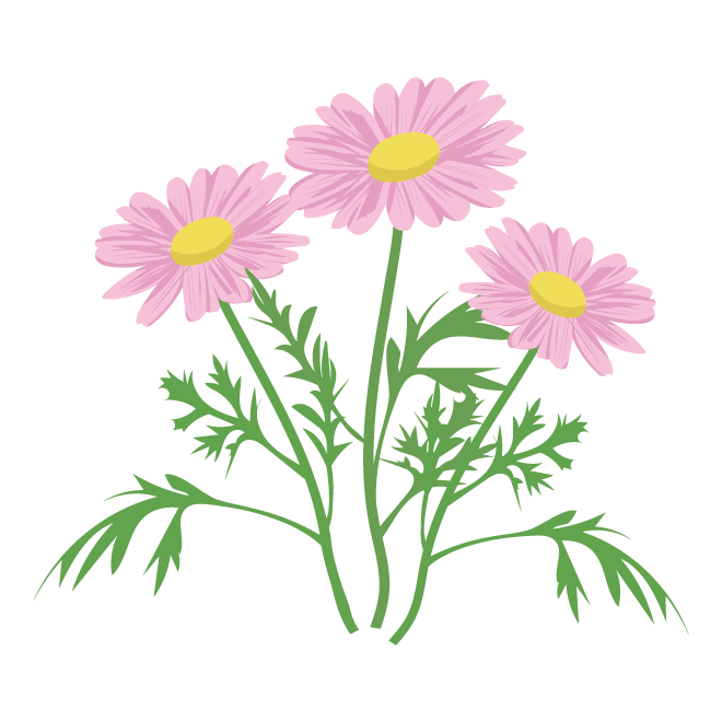 かわいい♪ マーガレットの花 ピンク色）イラスト 商用フリー無料のイラスト素材なら「イラストマンション」